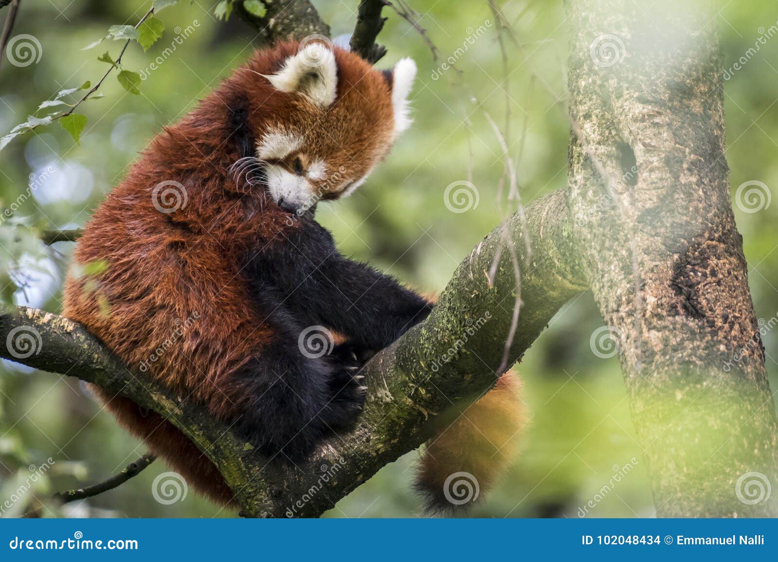 Red dwarf panda stock photo. Image of mammal, bear, dwarf - 102048434