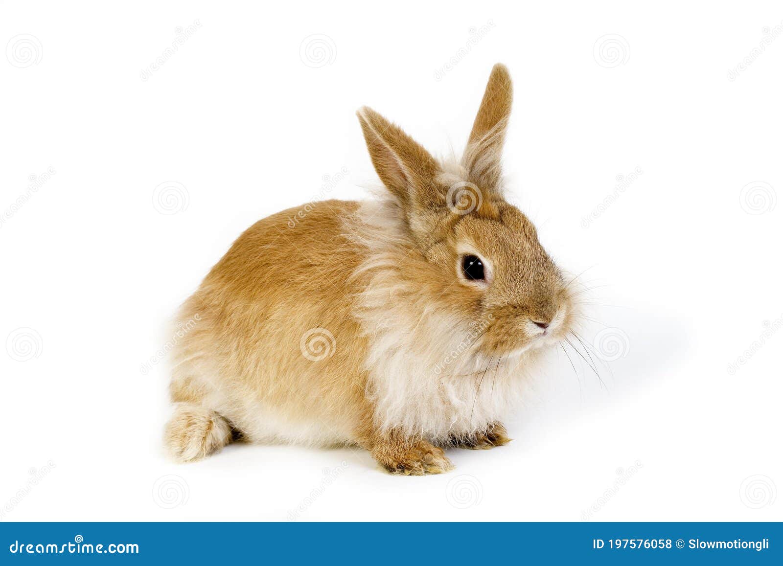 Red Dwarf Rabbit Against White Background Stock Photo - Image of ...