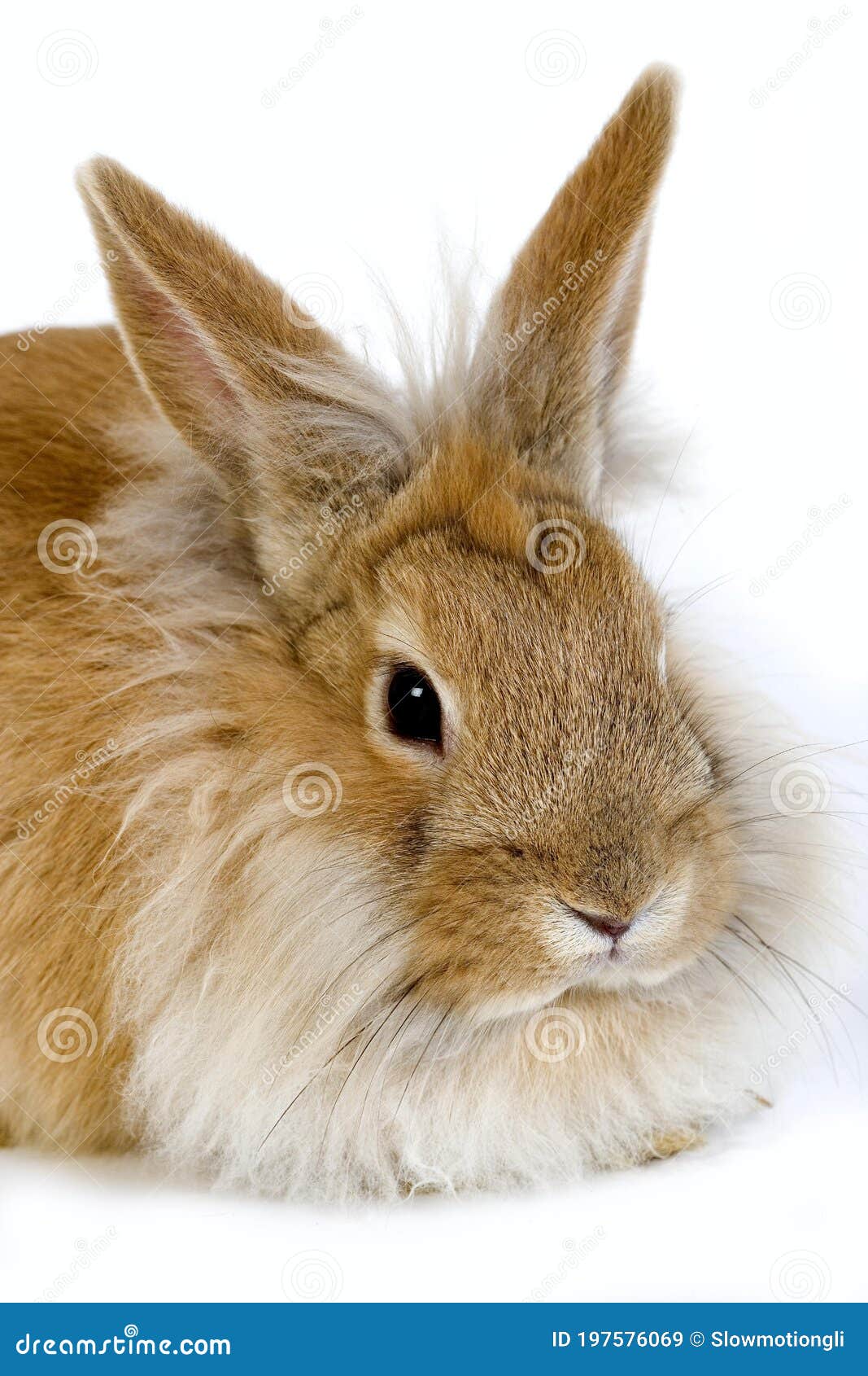 Red Dwarf Rabbit Against White Background Stock Image - Image of farm ...