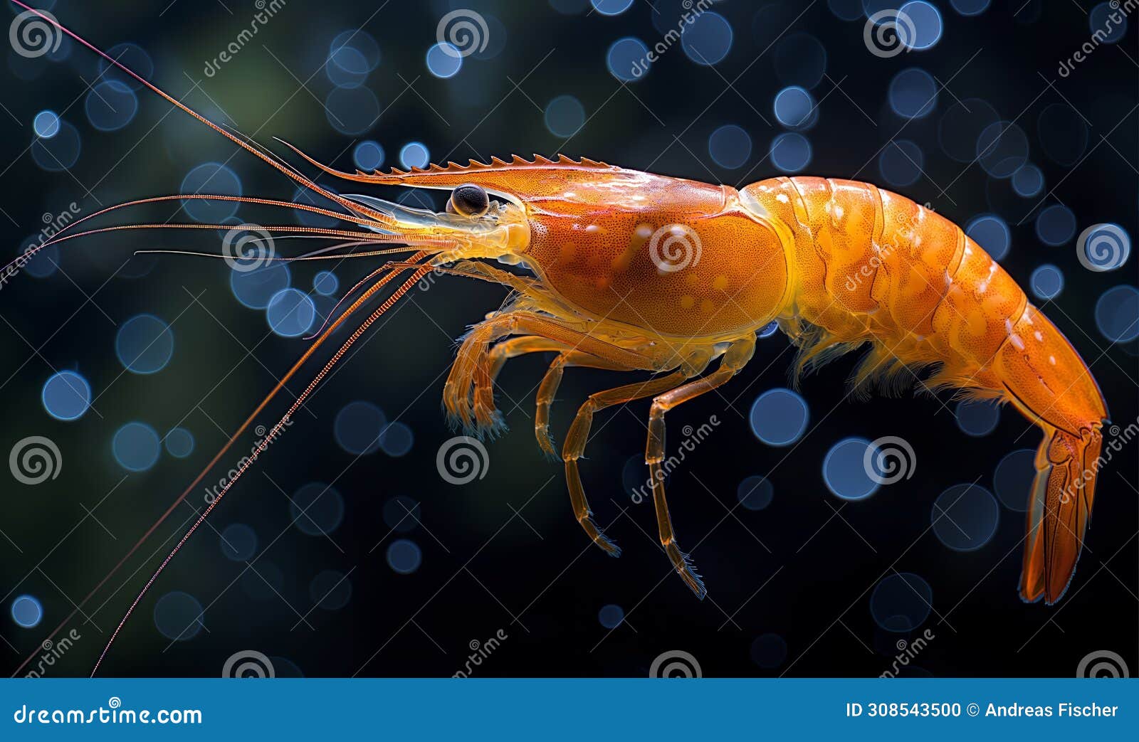 Red Dwarf Shrimp on Waterweed. Selective Soft Focus Stock Photo - Image ...
