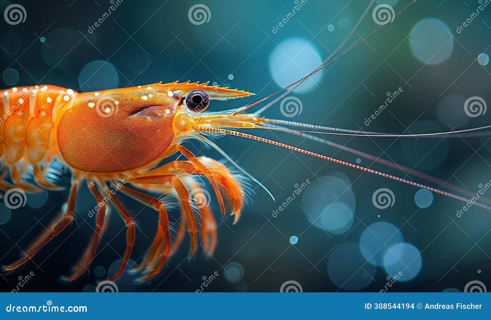 Red Dwarf Shrimp on Waterweed. Selective Soft Focus Stock Photo - Image ...