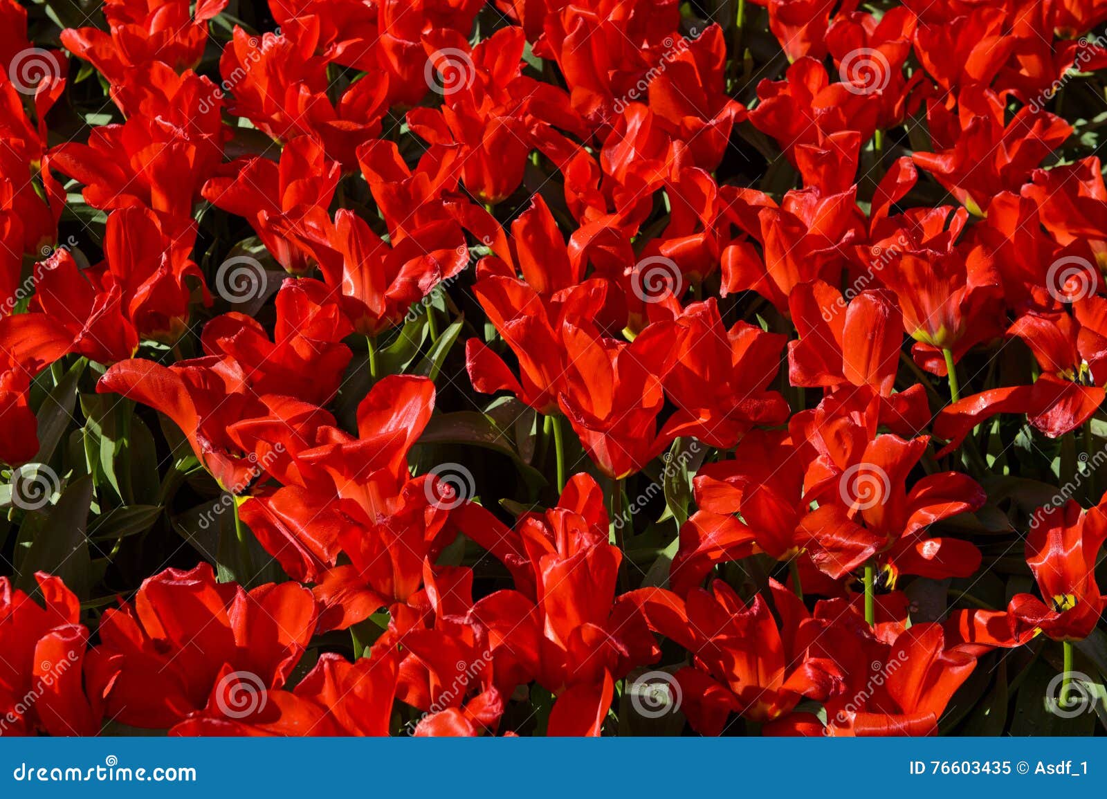 Red dwarf tulips stock image. Image of netherlands, blooms - 76603435