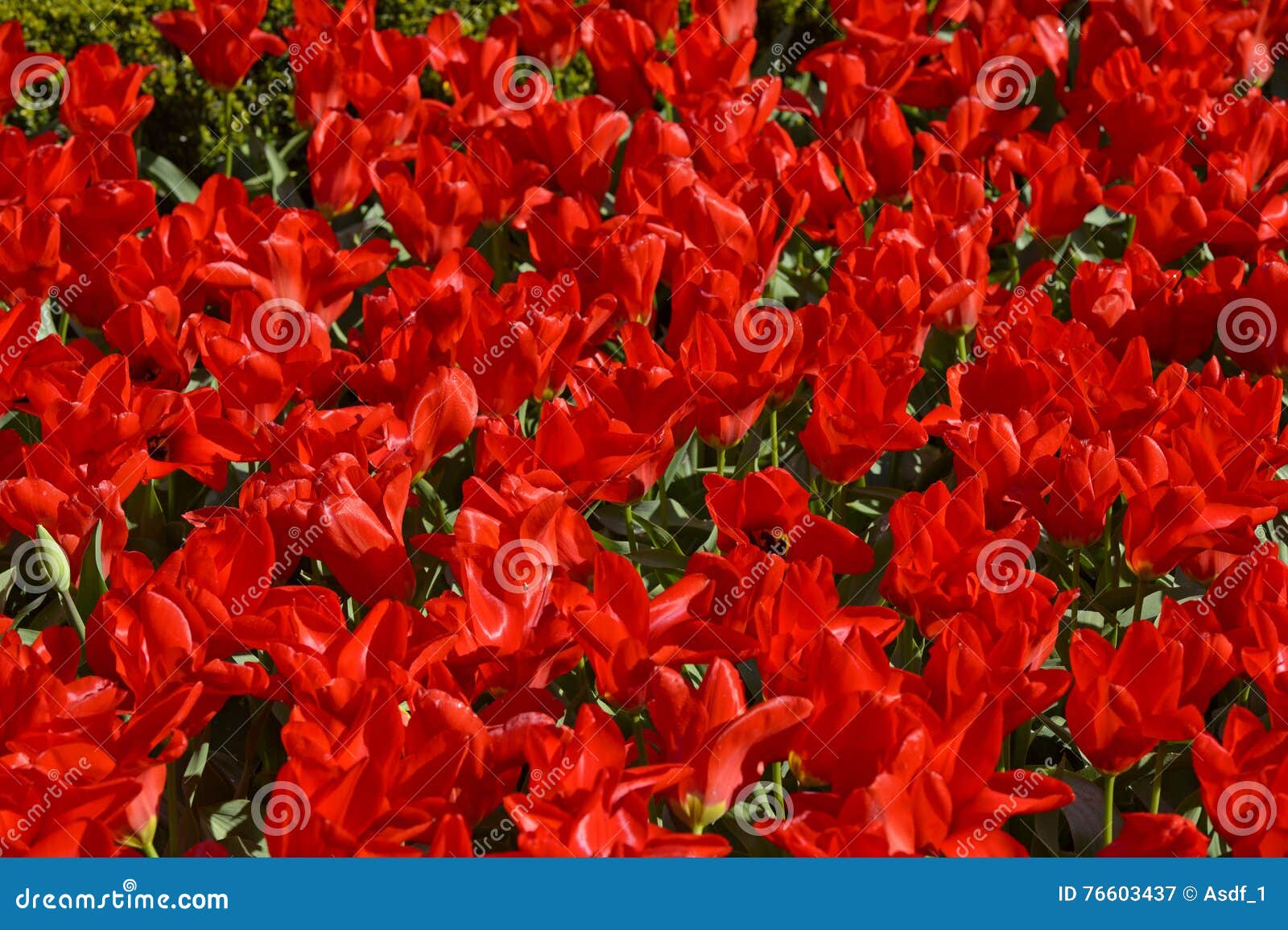 Red dwarf tulips stock image. Image of hybrid, dutch - 76603437