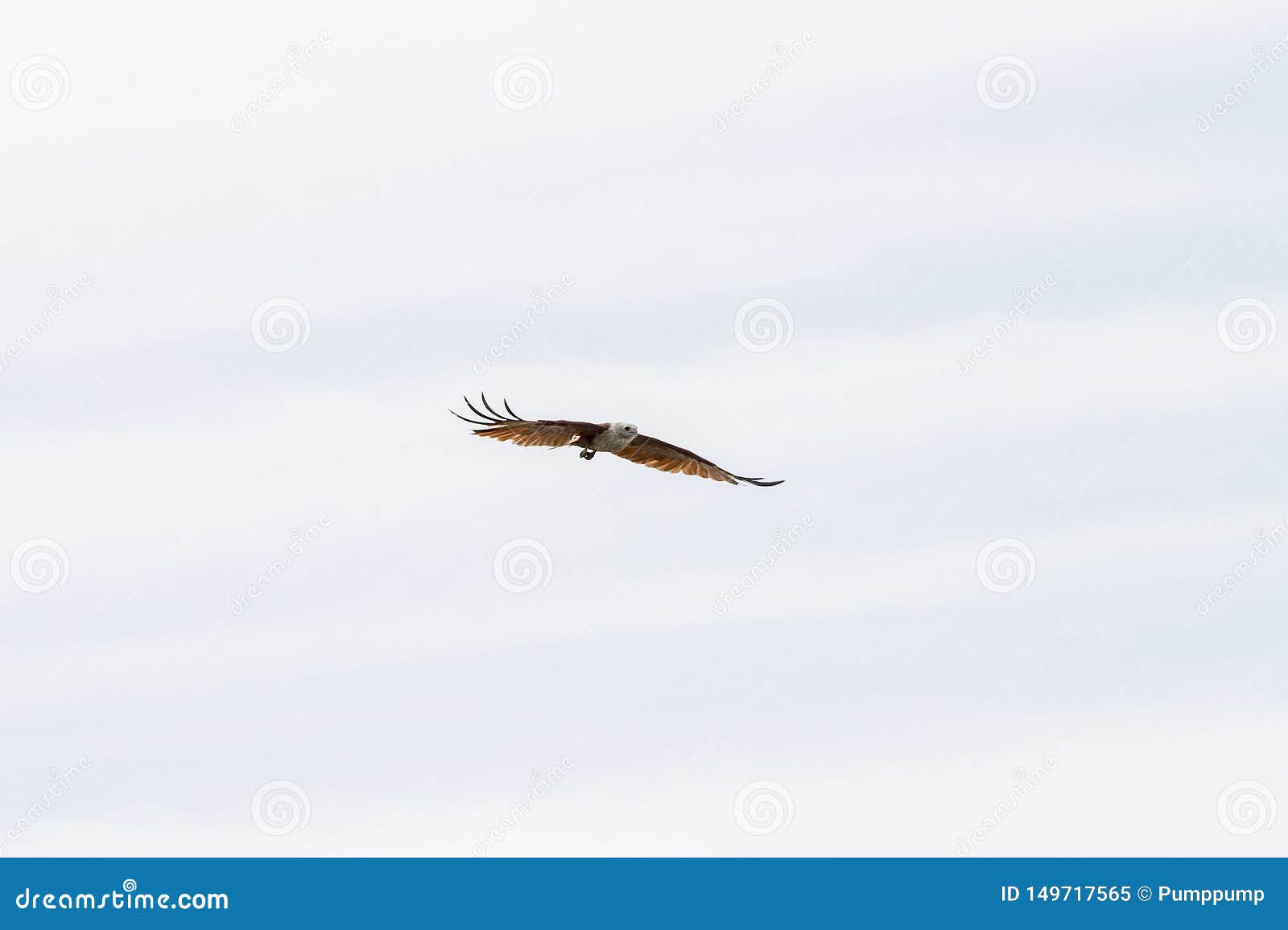 Red Eagle Fly on the Sky in Nature at Thailand Stock Image - Image of ...