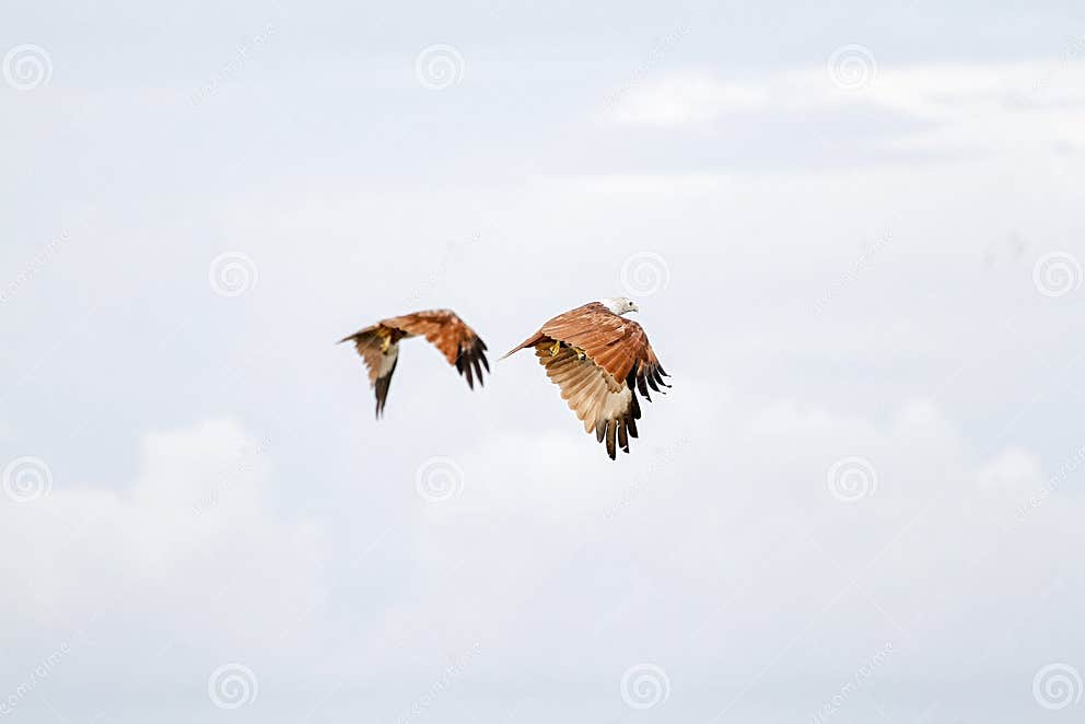 Red Eagle Fly on the Sky in Nature at Thailand Stock Photo - Image of ...