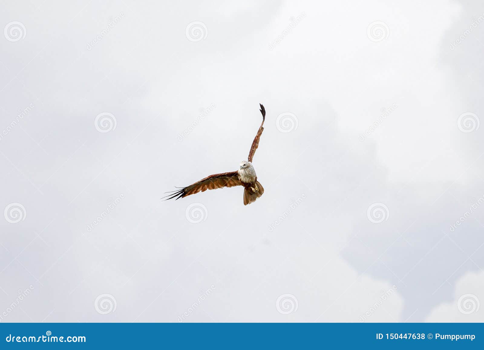 Red Eagle Fly on the Sky in Nature at Thailand Stock Photo - Image of ...