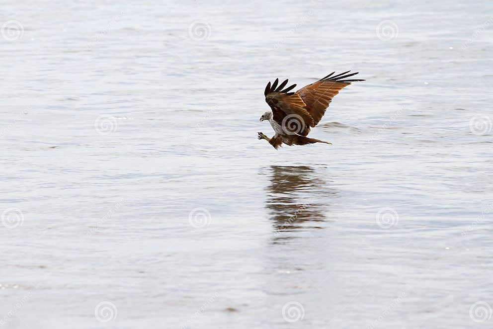Red Eagle Fly on the Sky in Nature at Thailand Stock Photo - Image of ...