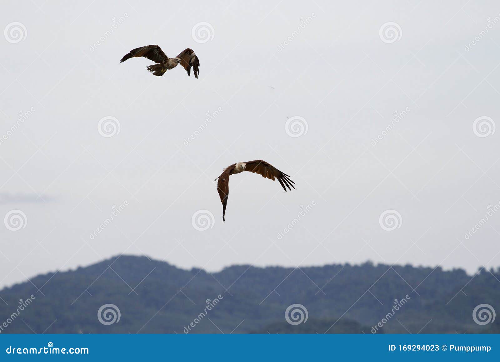 Red Eagle Fly on the Sky in Nature at Thailand Stock Image - Image of ...