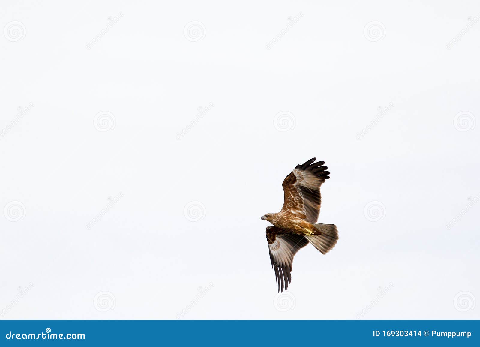 Red Eagle Fly on the Sky in Nature at Thailand Stock Photo - Image of ...
