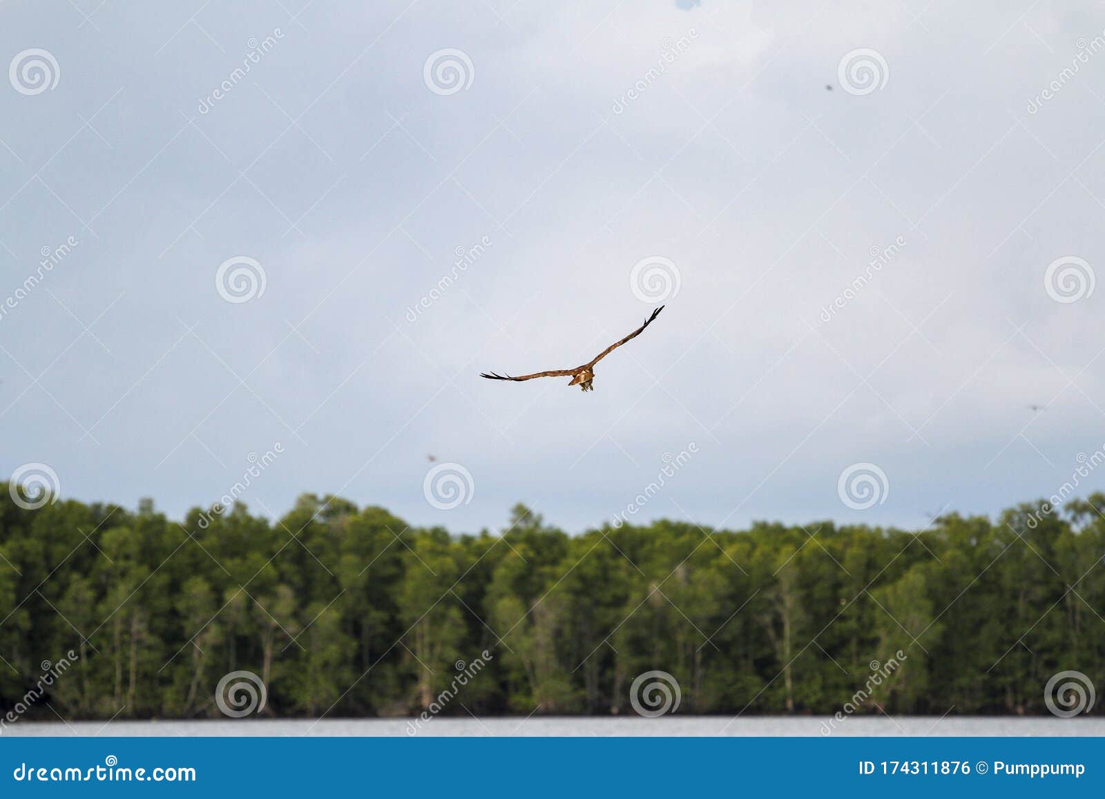 The Red Eagle Fly on the Sky in Nature at Thailand Stock Photo - Image ...
