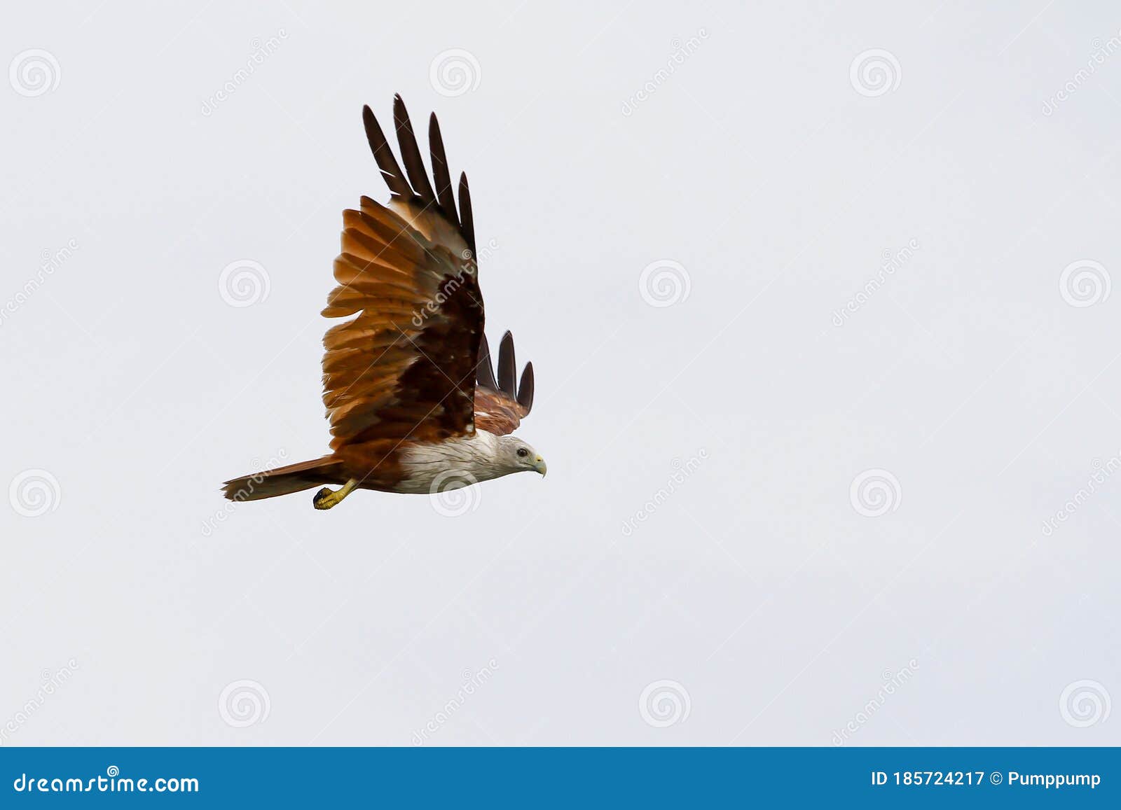 Red Eagle Fly on the Sky in Nature at Thailand Stock Image - Image of ...