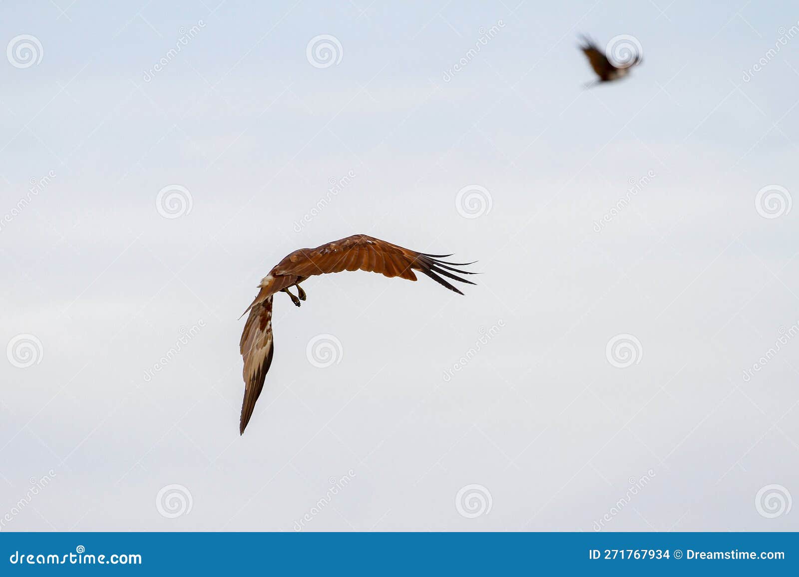 Red Eagle Fly on the Sky in Nature at Thailand Stock Photo - Image of ...