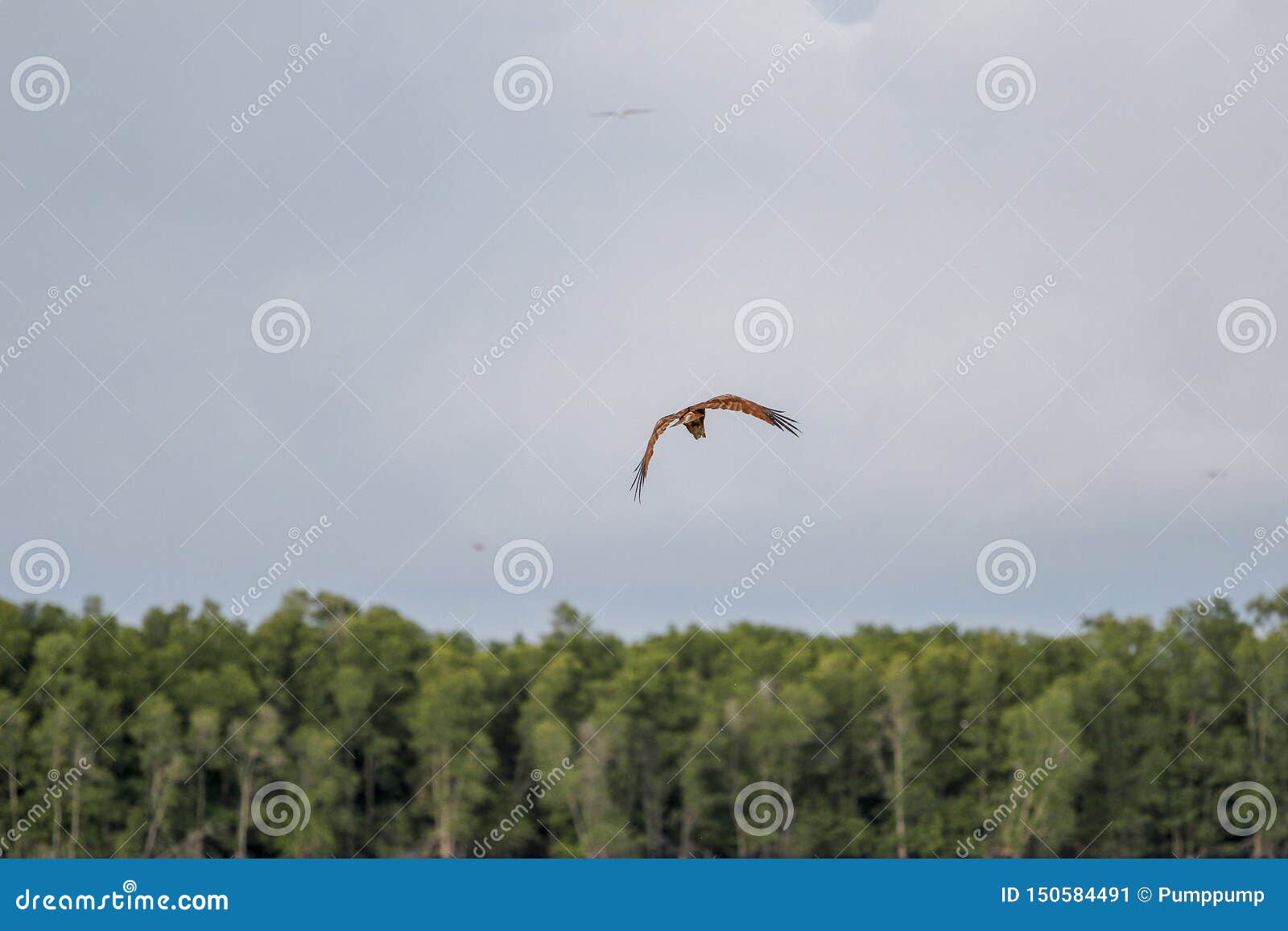Red Eagle Fly on the Sky in Nature at Thailand Stock Image - Image of ...