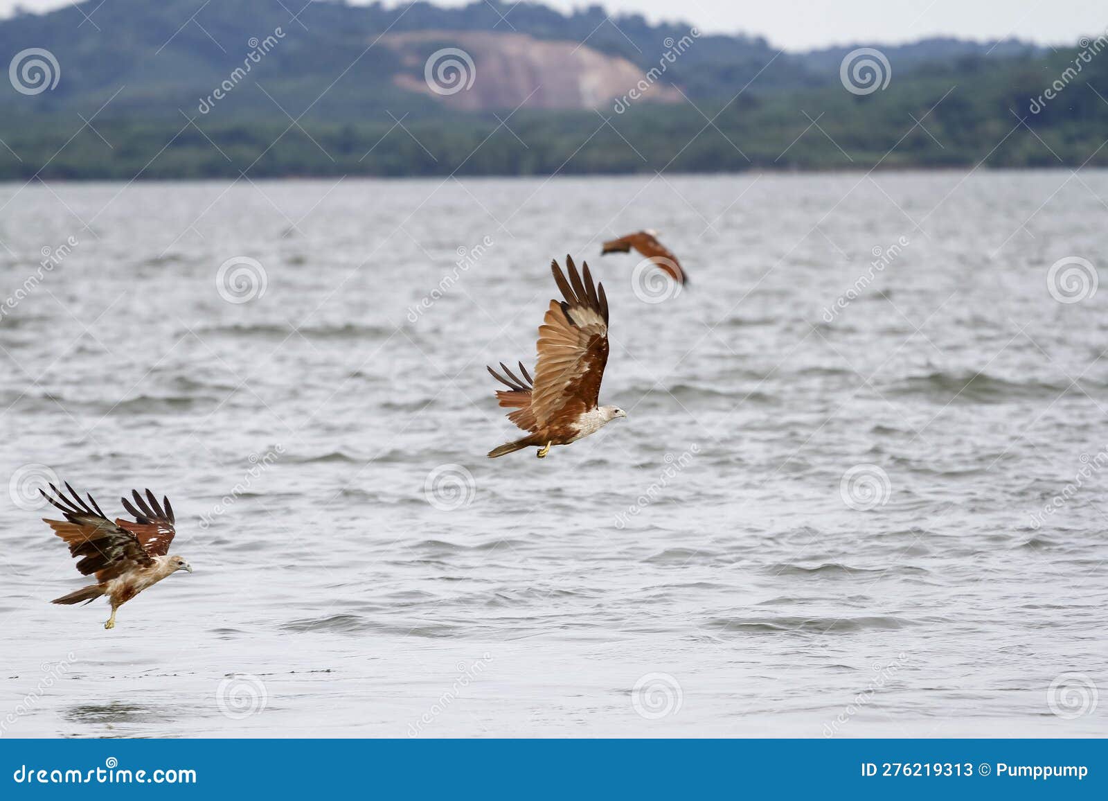 Red Eagle Fly on the Sky in Nature at Thailand Stock Image - Image of ...