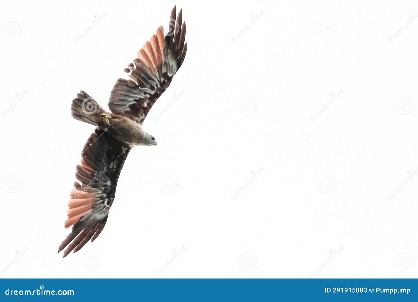The Red Eagle Fly on the Sky in Nature at Thailand Stock Image - Image ...