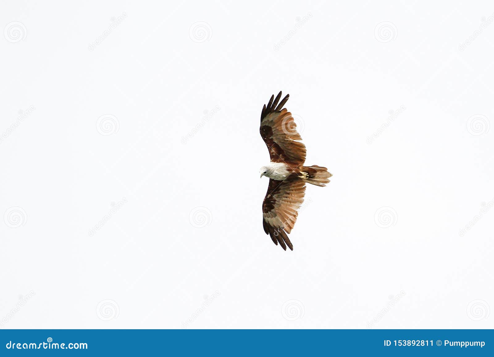 Red Eagle on the Sky in Nature at Thailand Stock Image - Image of ...