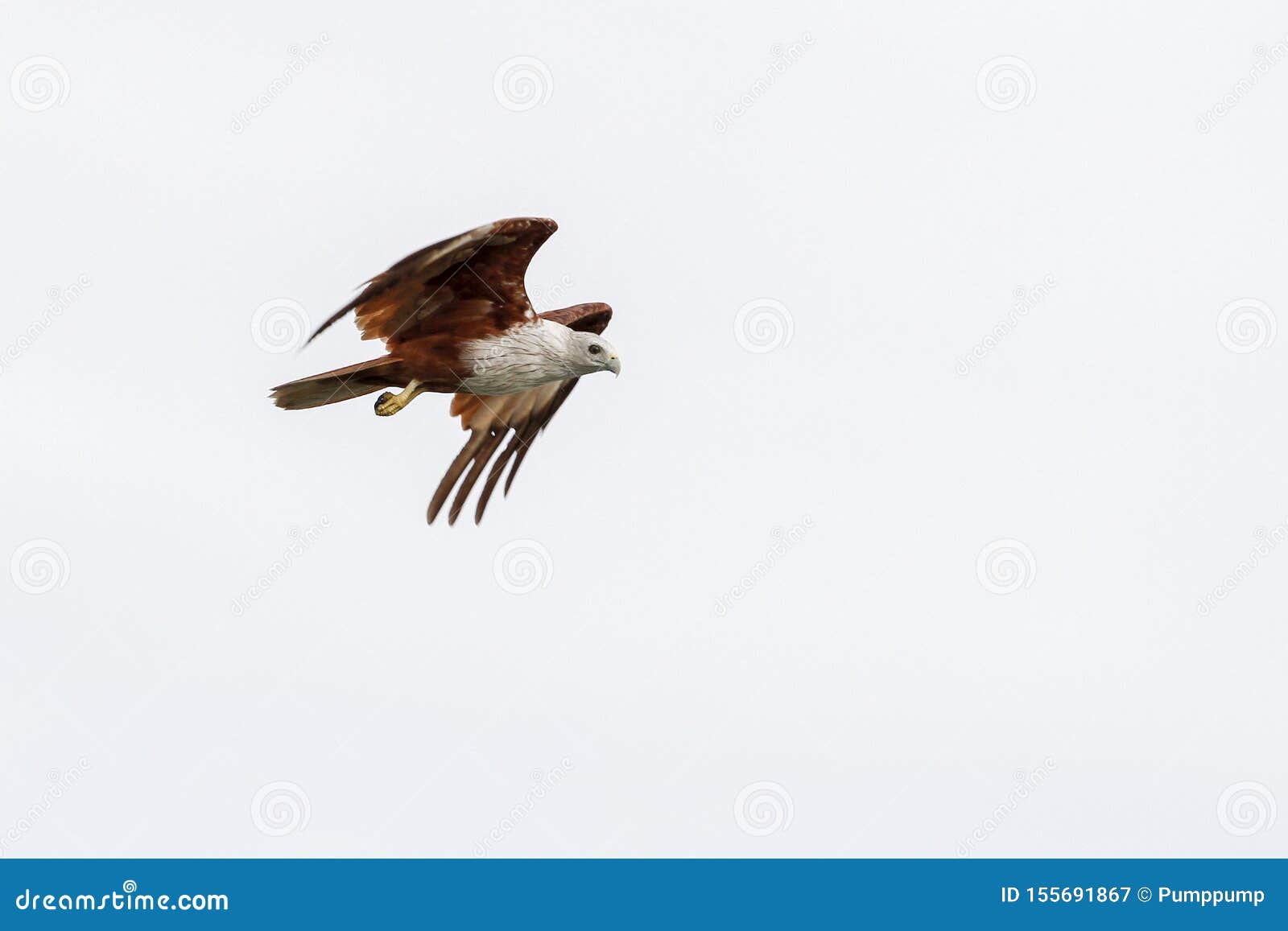 Red Eagle on the Sky in Nature at Thailand Stock Image - Image of ...