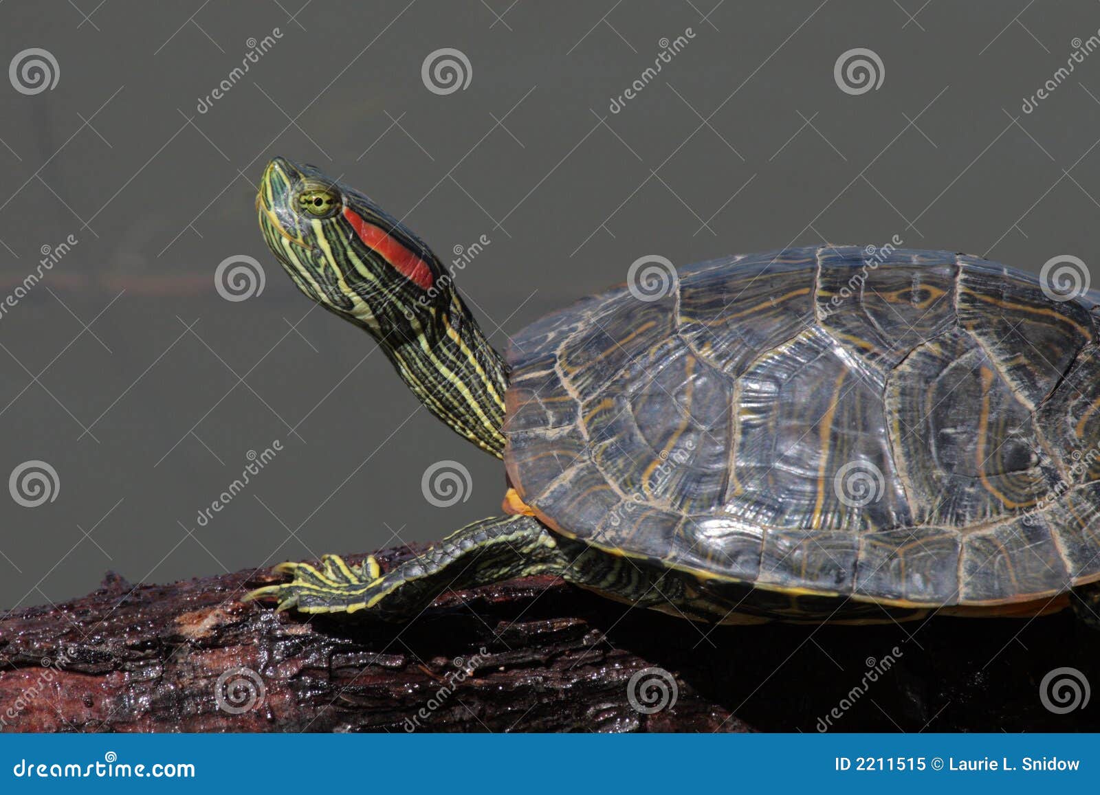 Red-Ear Slider Terrapin stock image. Image of aquatic - 2211515