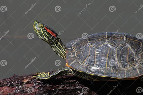 Red-Ear Slider Terrapin stock image. Image of aquatic - 2211515