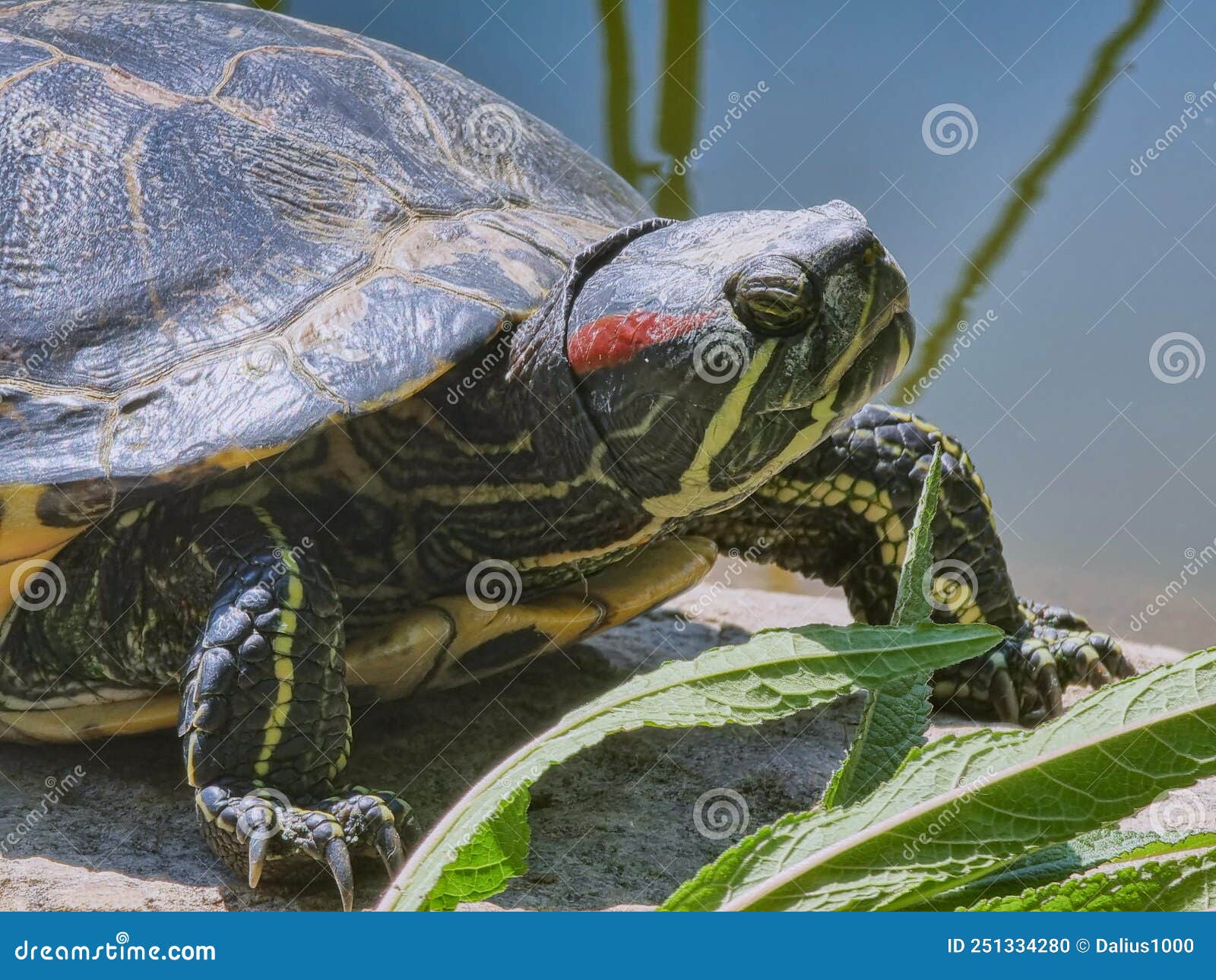 Red Ear Slider Turtle - Relaxing on a Stone Sunny Weather Stock Photo ...
