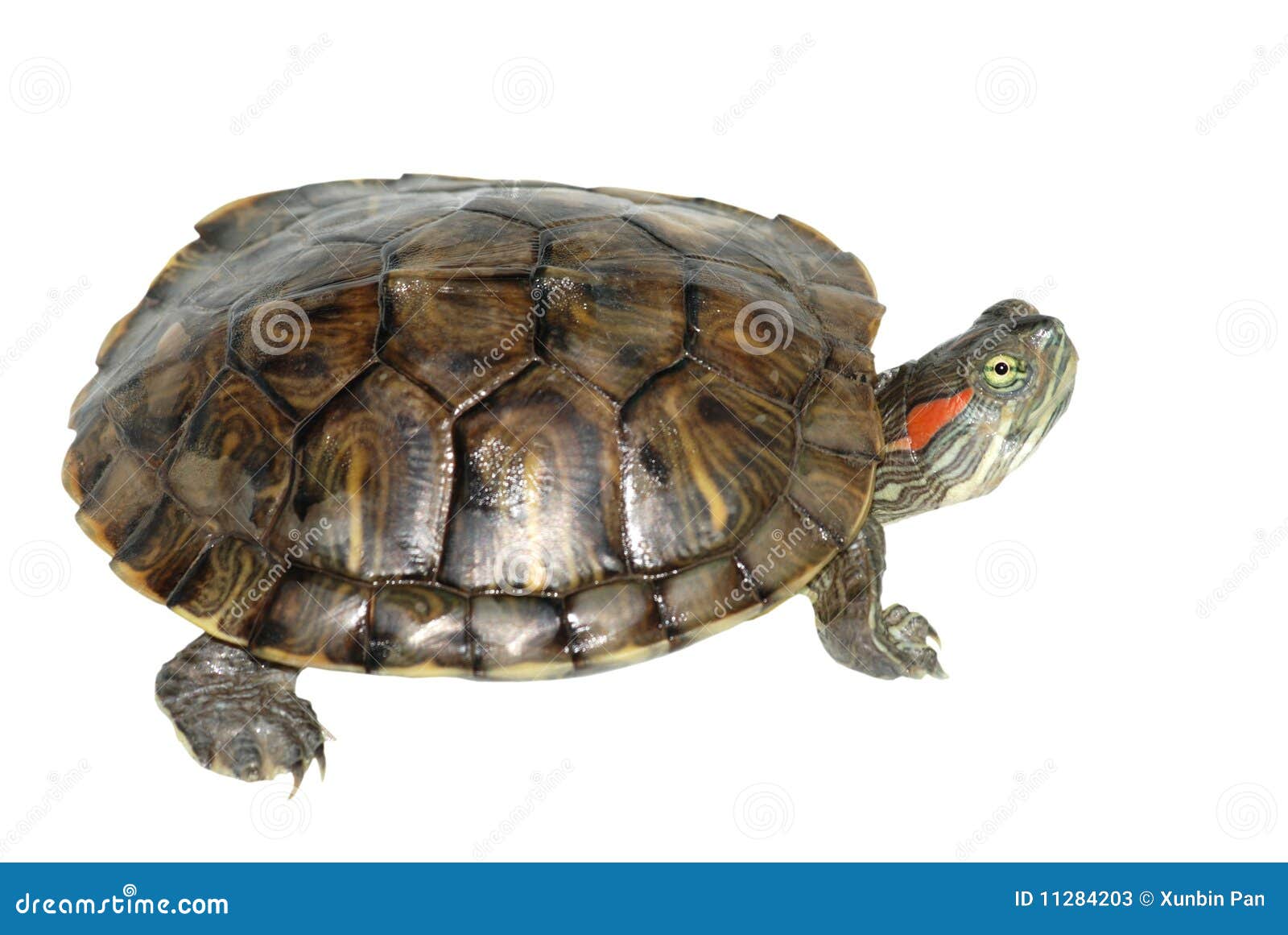 Red ear turtle stock image. Image of move, scales, slow - 11284203