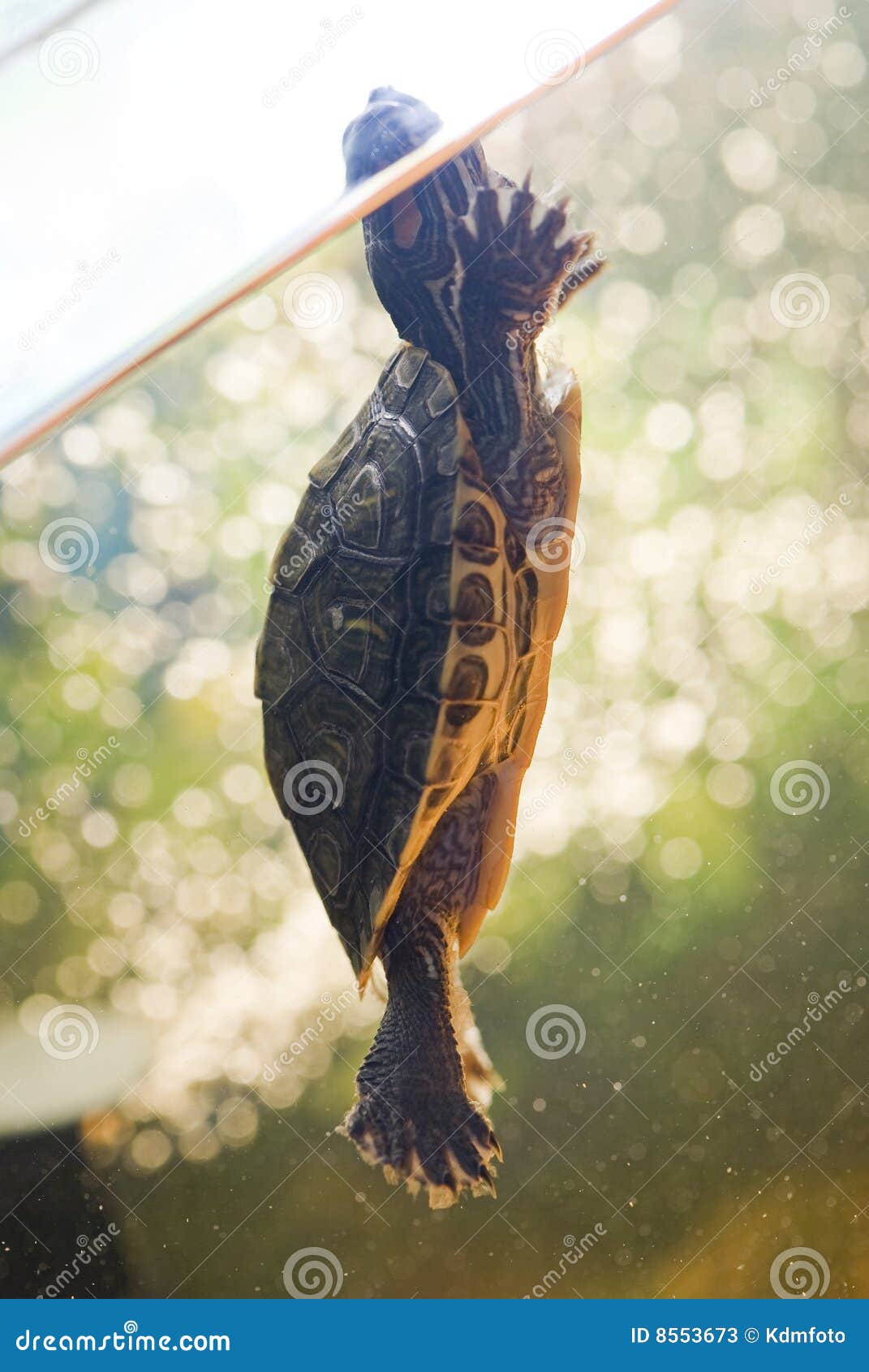 Red Ear Turtle In Aquarium Picture. Image: 8553673