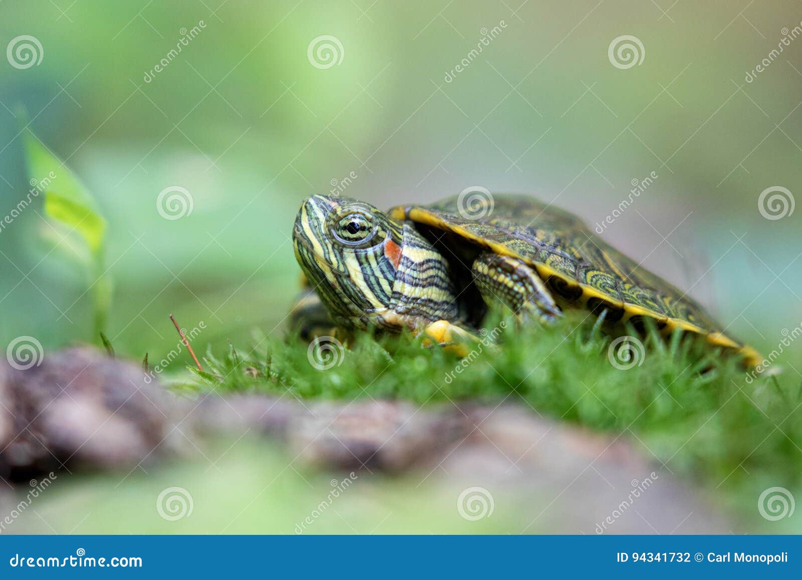 Red Eared Baby stock photo. Image of animal, eared, moss - 94341732