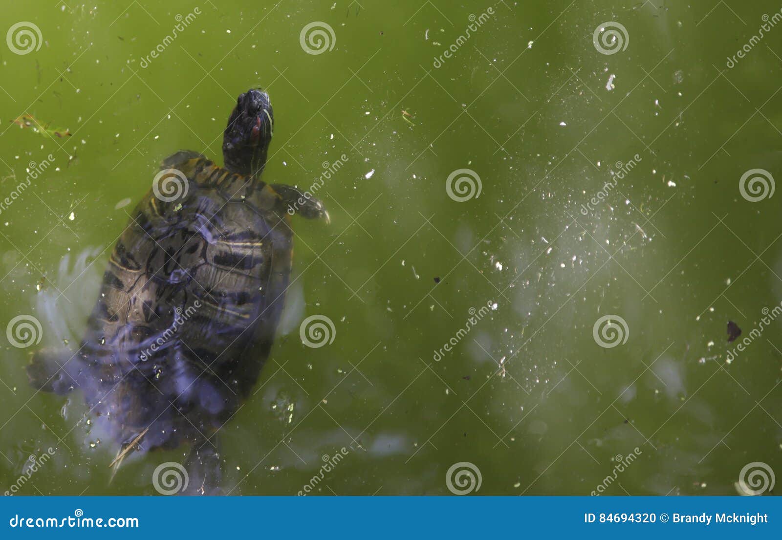 Red-eared Pond Slider Turtles On A Log Enjoying The Sun In A River In ...