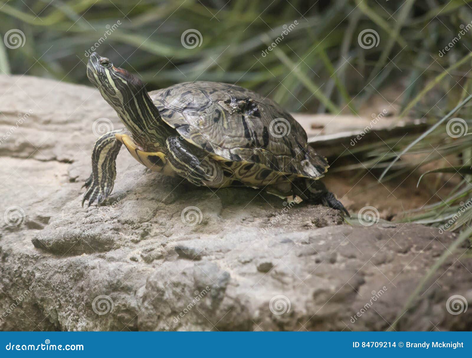 Red-eared Pond Slider Turtles On A Log Enjoying The Sun In A River In ...