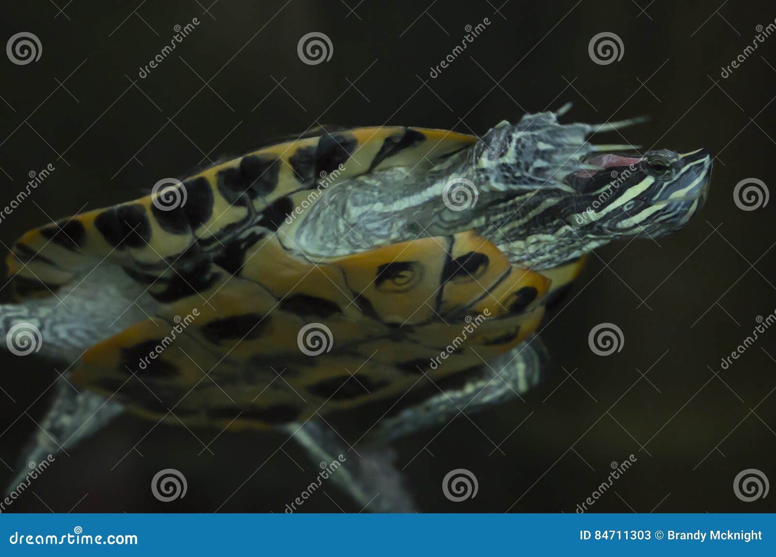 Red-eared Pond Slider Turtles On A Log Enjoying The Sun In A River In ...