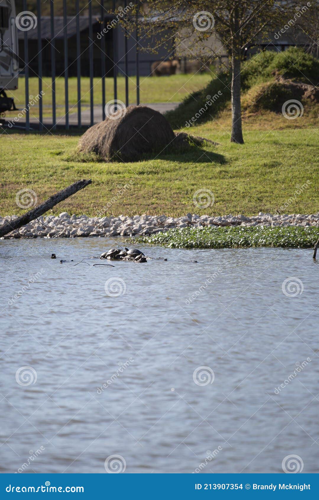 Red-Eared Pond Slider Turtles Sunning Stock Photo - Image of freshwater ...