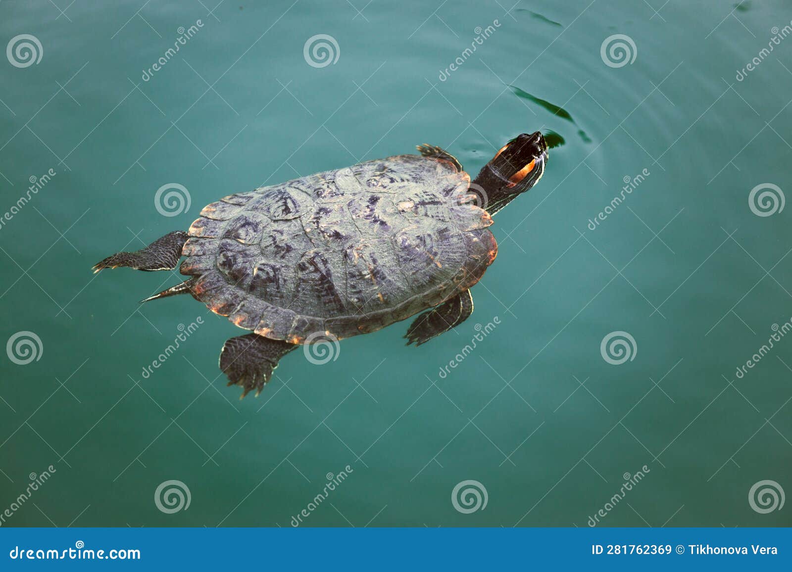 Red-eared Pond Slider Turtles On A Log Enjoying The Sun In A River In ...