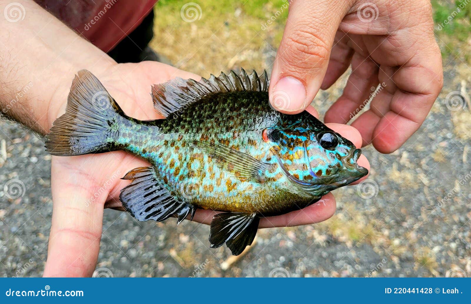 Red Eared Pumpkinseed Sun Fish Stock Photo - Image of fishing, reef ...