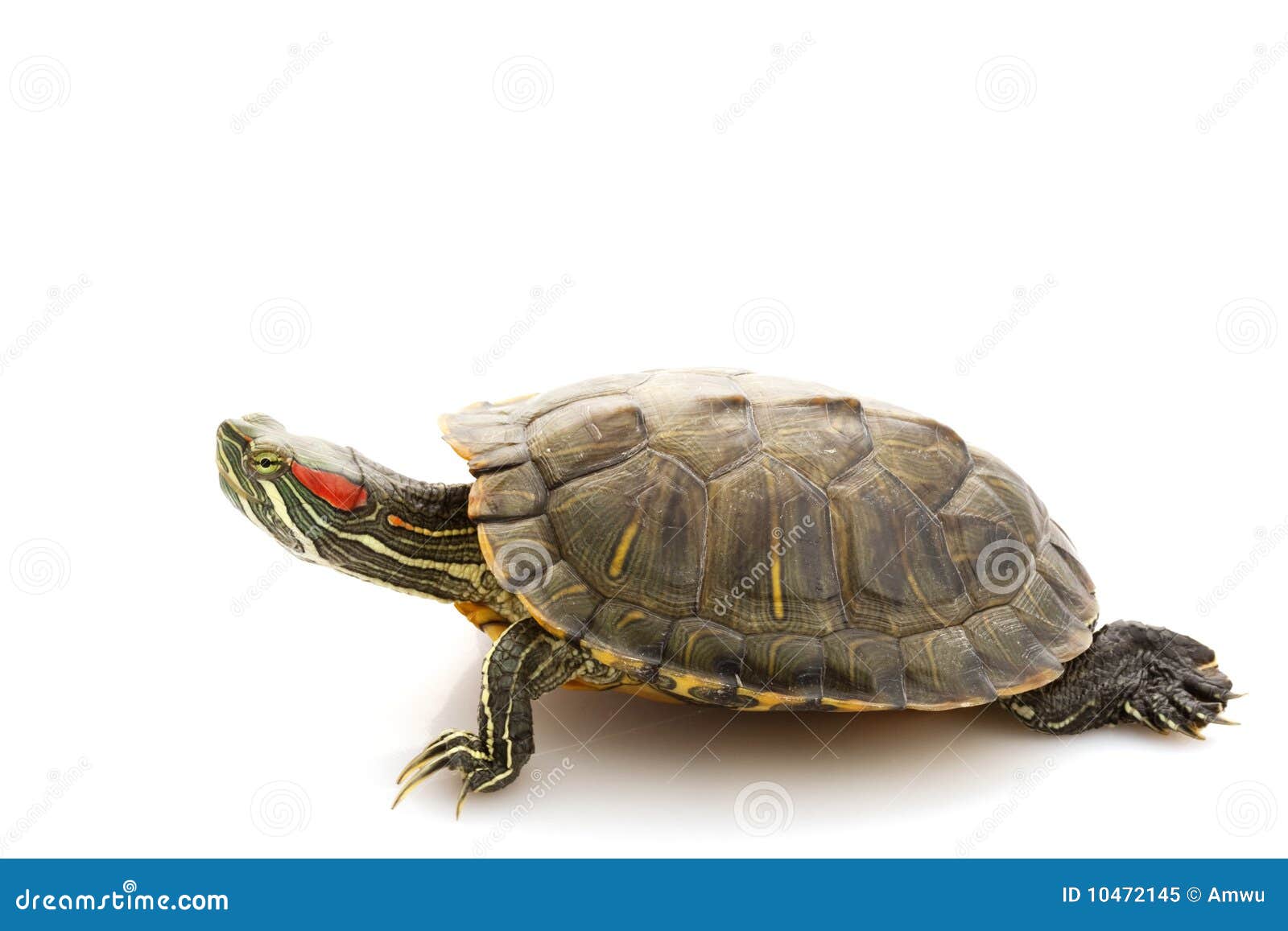 Red-eared Slider - Medium-sized Semi-aquatic Turtle. Royalty-Free Stock ...