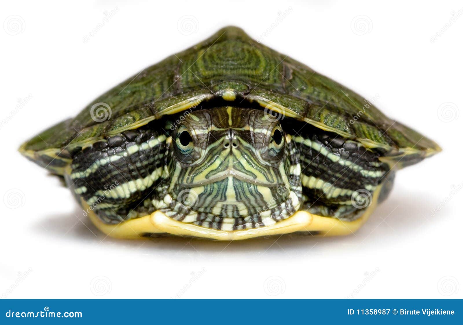 Red-eared Slider stock image. Image of trachemys, shell - 11358987