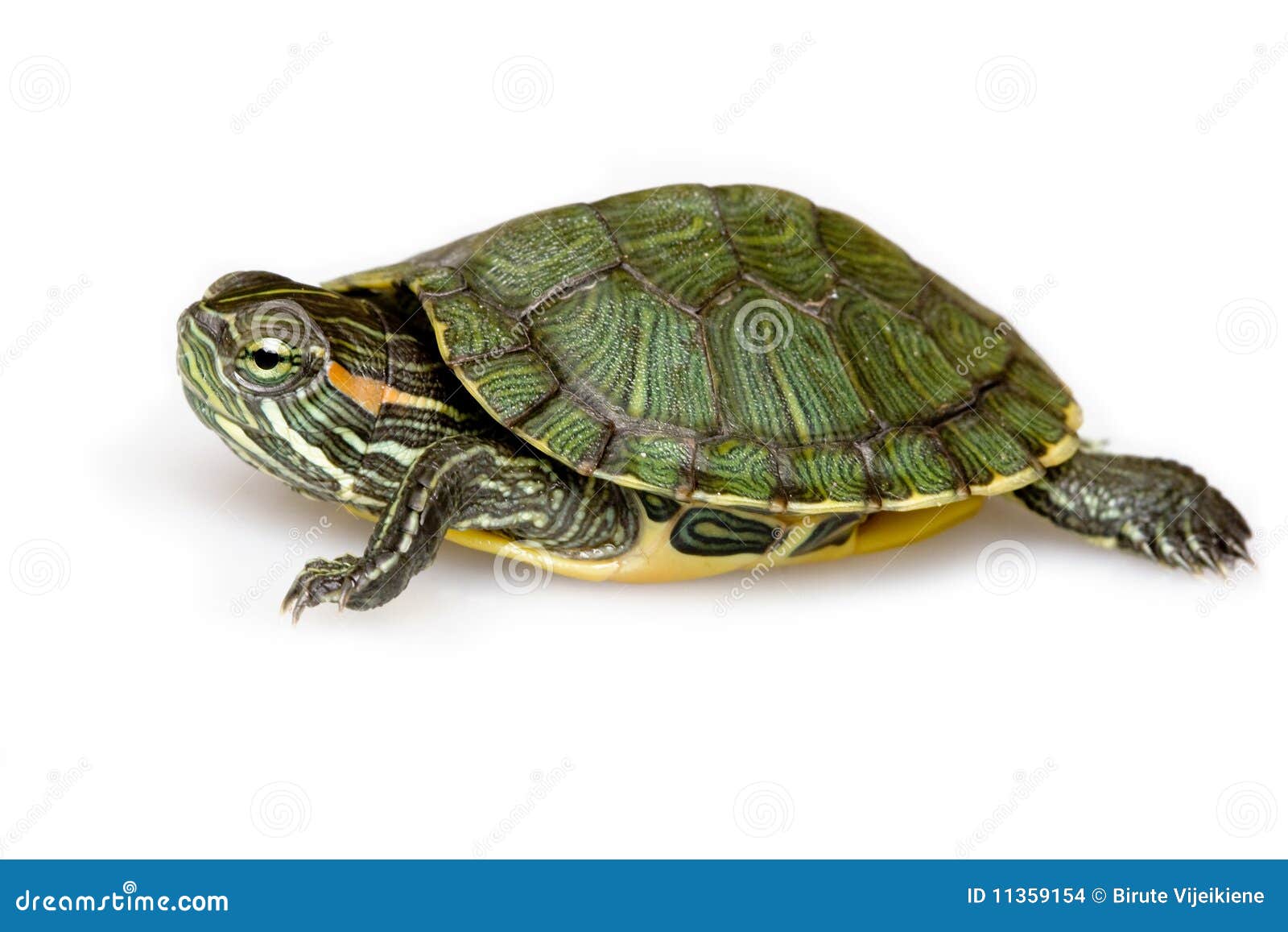 Red-eared Slider stock photo. Image of reptile, pattern - 11359154