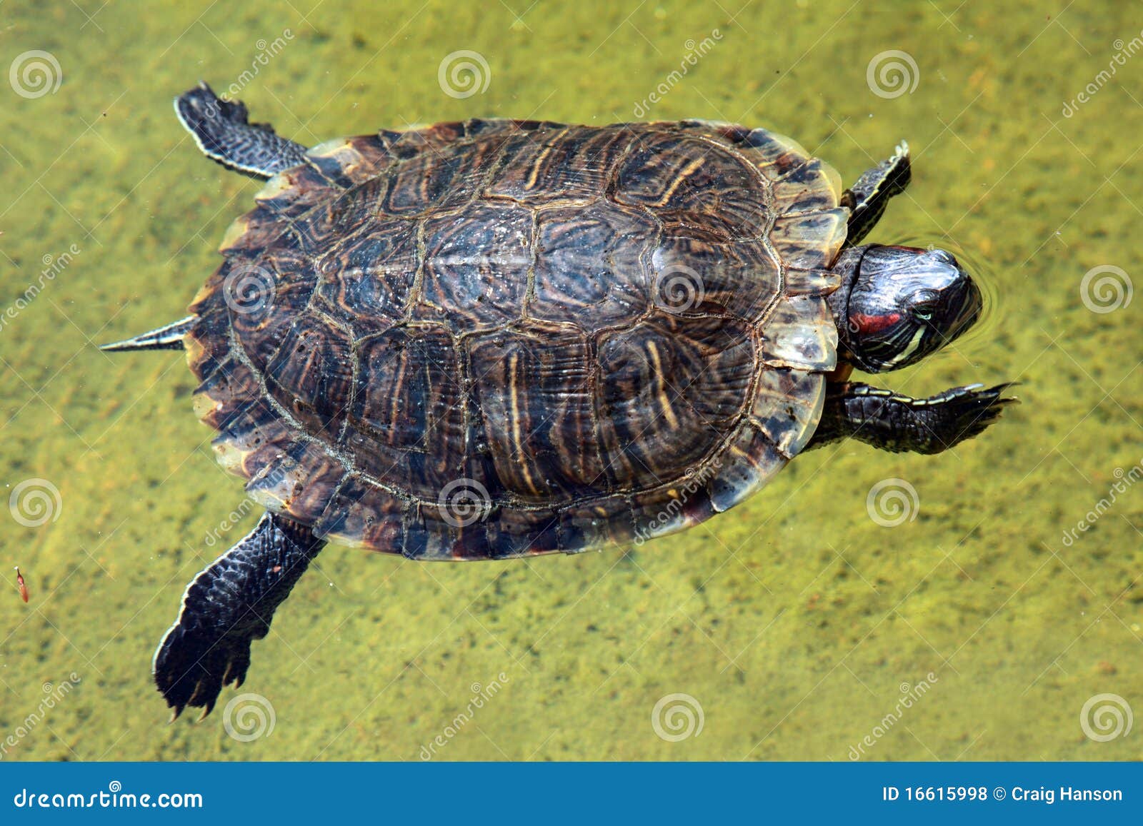 Red-eared Slider Aka Red-eared Terrapin Trachemys Scripta Elegans ...