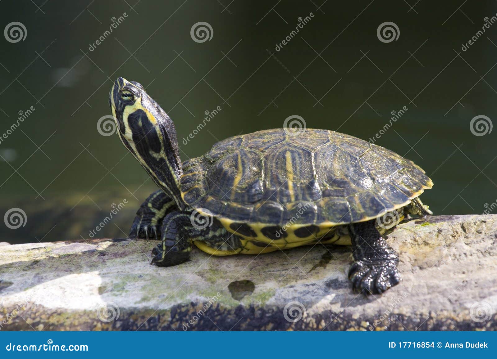 Red-Eared Slider stock photo. Image of aquatic, shell - 17716854