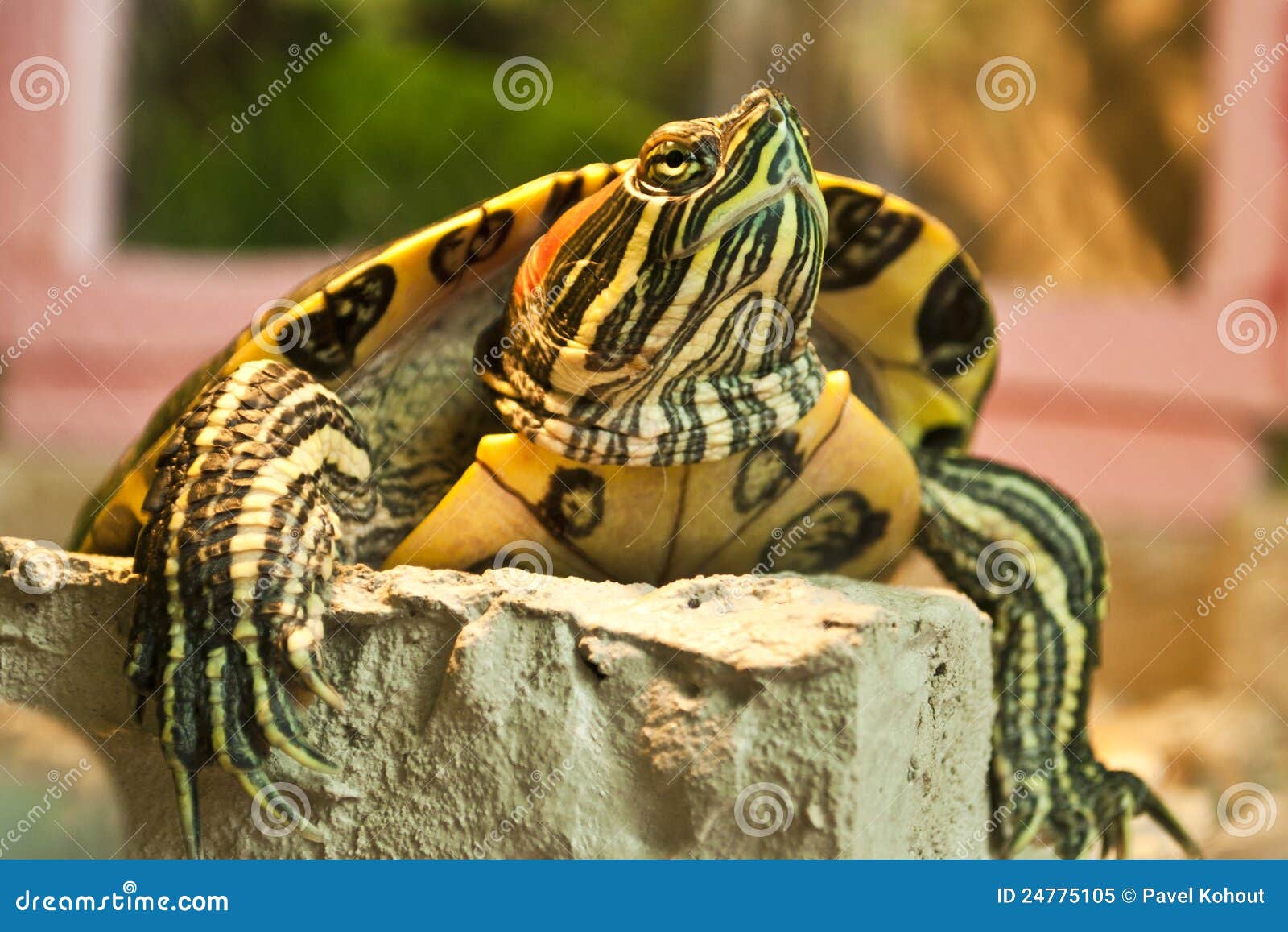 Red-eared Slider - Medium-sized Semi-aquatic Turtle. Royalty-Free Stock ...