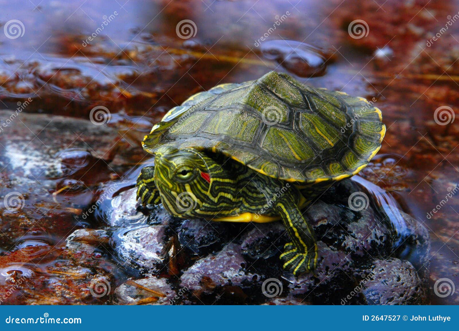 The Red-eared Slider Turtle Royalty-Free Stock Photography ...