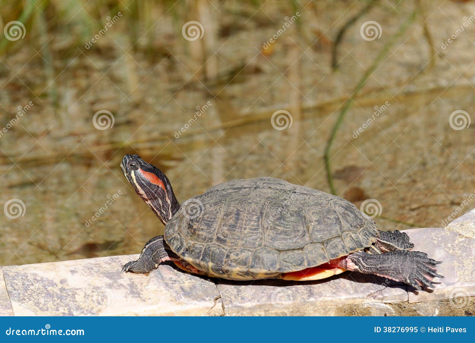 Red-eared slider stock image. Image of giardino, weekend - 38276995