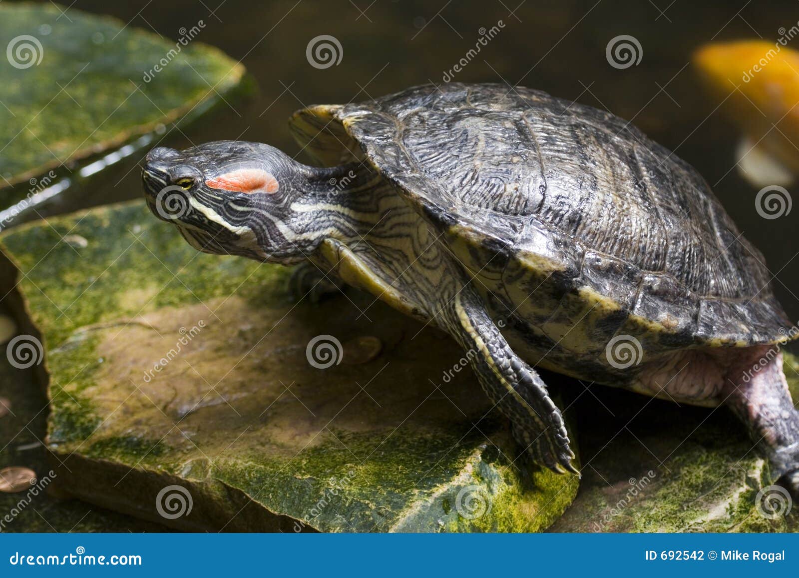 Red Eared Slider stock photo. Image of nature, animal, eared - 692542