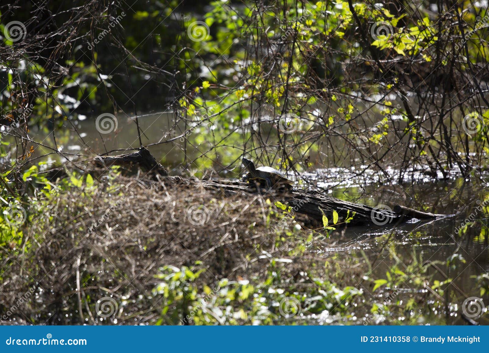 Red-Eared Slider Basking stock photo. Image of aquatic - 231410358