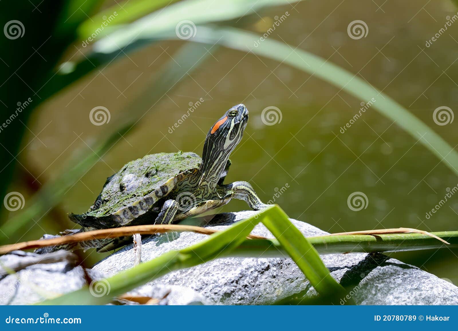 Red-eared Slider, California Stock Image - Image of warming, shield ...