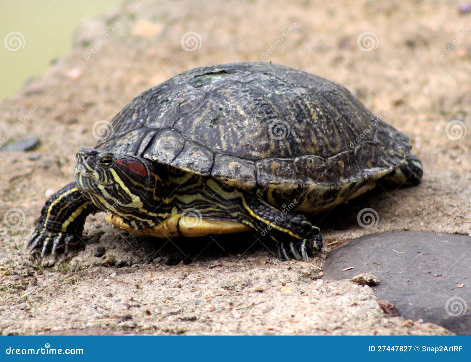 Red Eared Slider Close-up stock image. Image of lakes - 27447827
