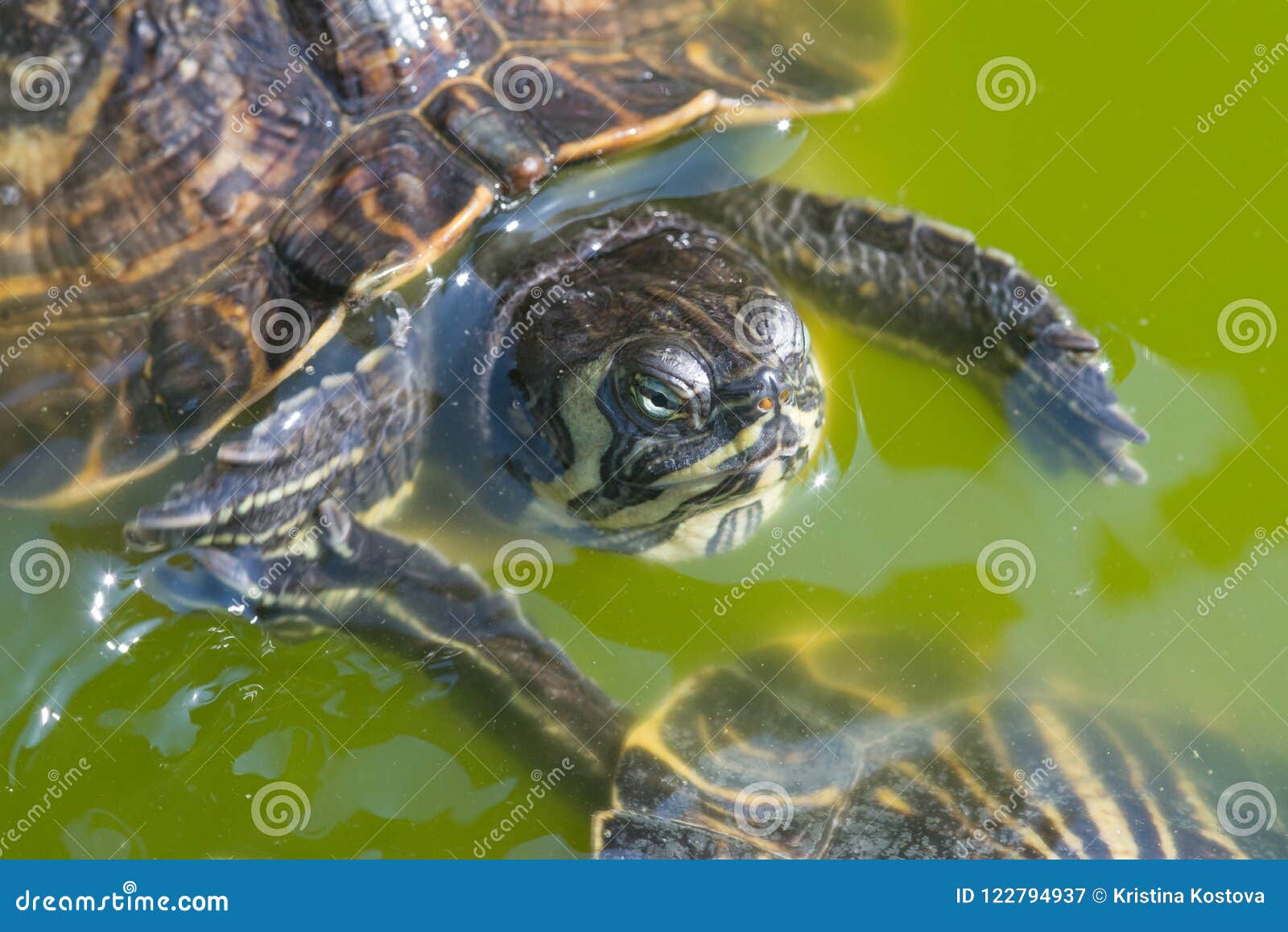 The Red Eared Slider Close View Swimming In His Habitat Stock Image Image Of Idea Commonly