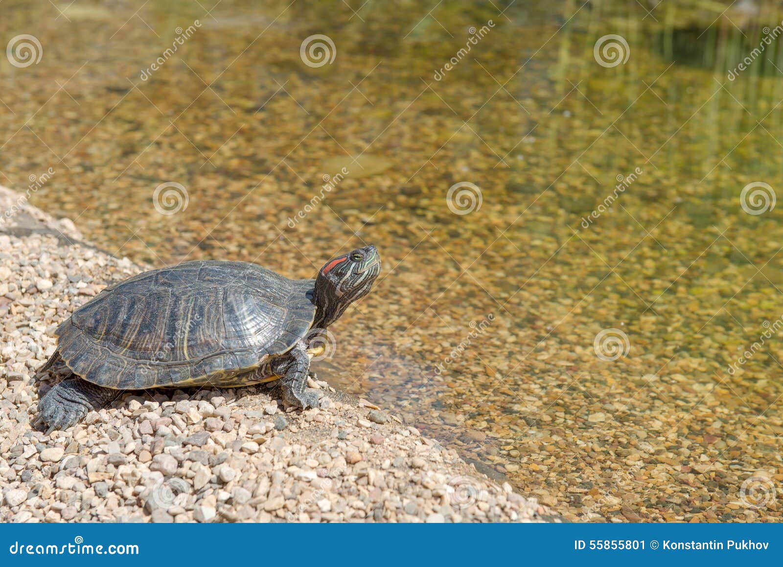 Red-eared slider stock image. Image of wildlife, plastron - 55855801