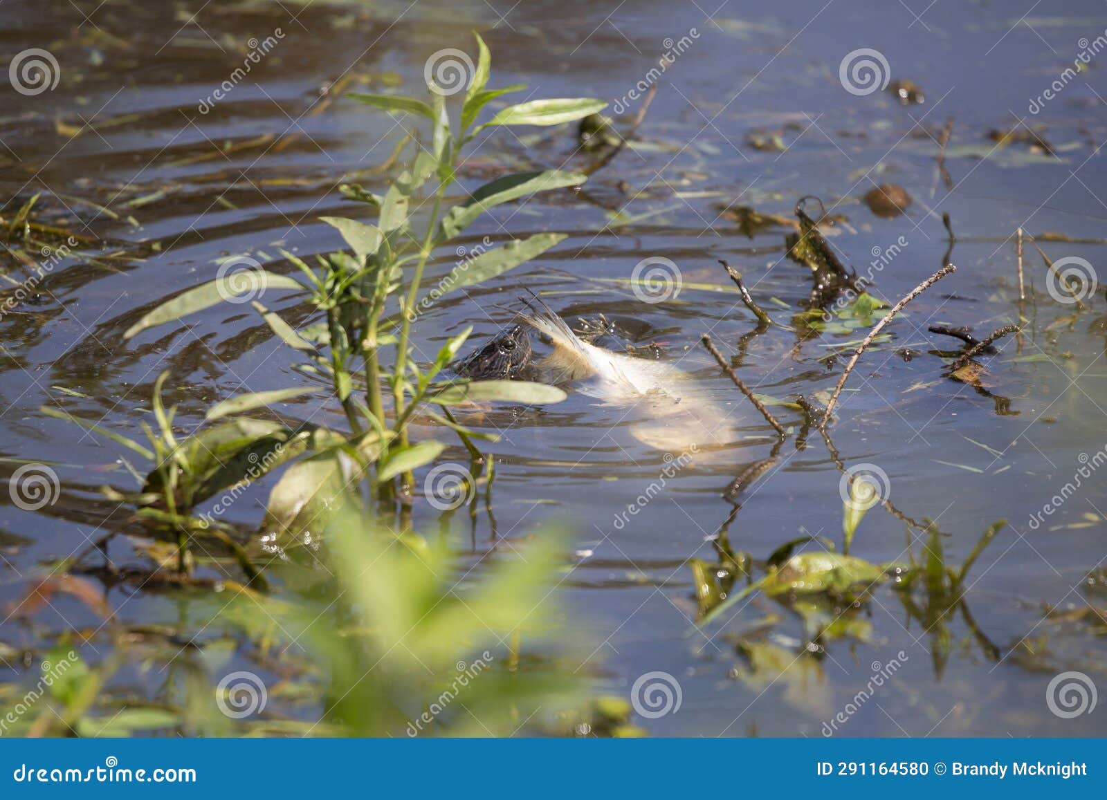 Red-Eared Slider and Eastern Mud Turtle Stock Photo - Image of alive ...