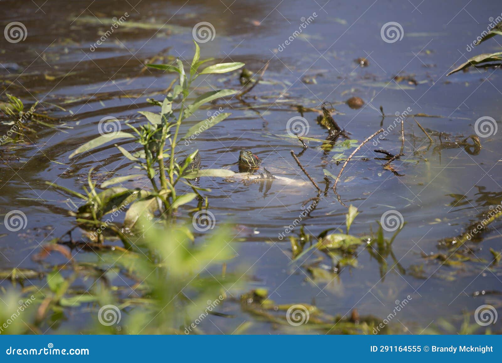 Red-Eared Slider and Eastern Mud Turtle Stock Image - Image of organism ...
