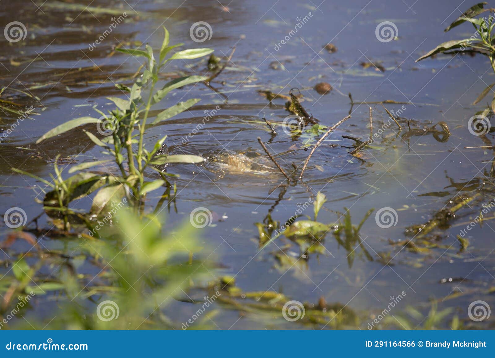 Red-Eared Slider and Eastern Mud Turtle Stock Photo - Image of outdoors ...
